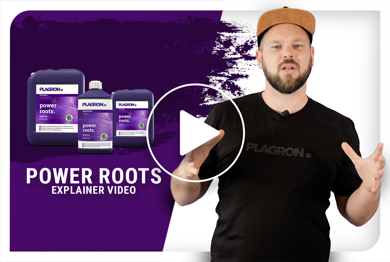 Plagron Power Roots promotes root growth and boosts resistance.